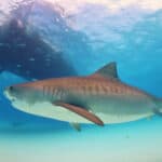 15 Most Dangerous Fish in the World - Pond Informer