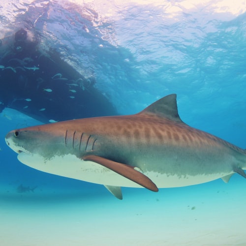 15 Most Dangerous Fish in the World - Pond Informer