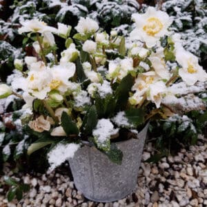 12 Winter Plants for Pots (Cold Weather Picks) - Pond Informer