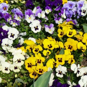 12 Winter Plants for Pots (Cold Weather Picks) - Pond Informer