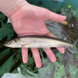 Facts & Guide to Rainbow Smelt (Osmerus mordax) - Pond Informer