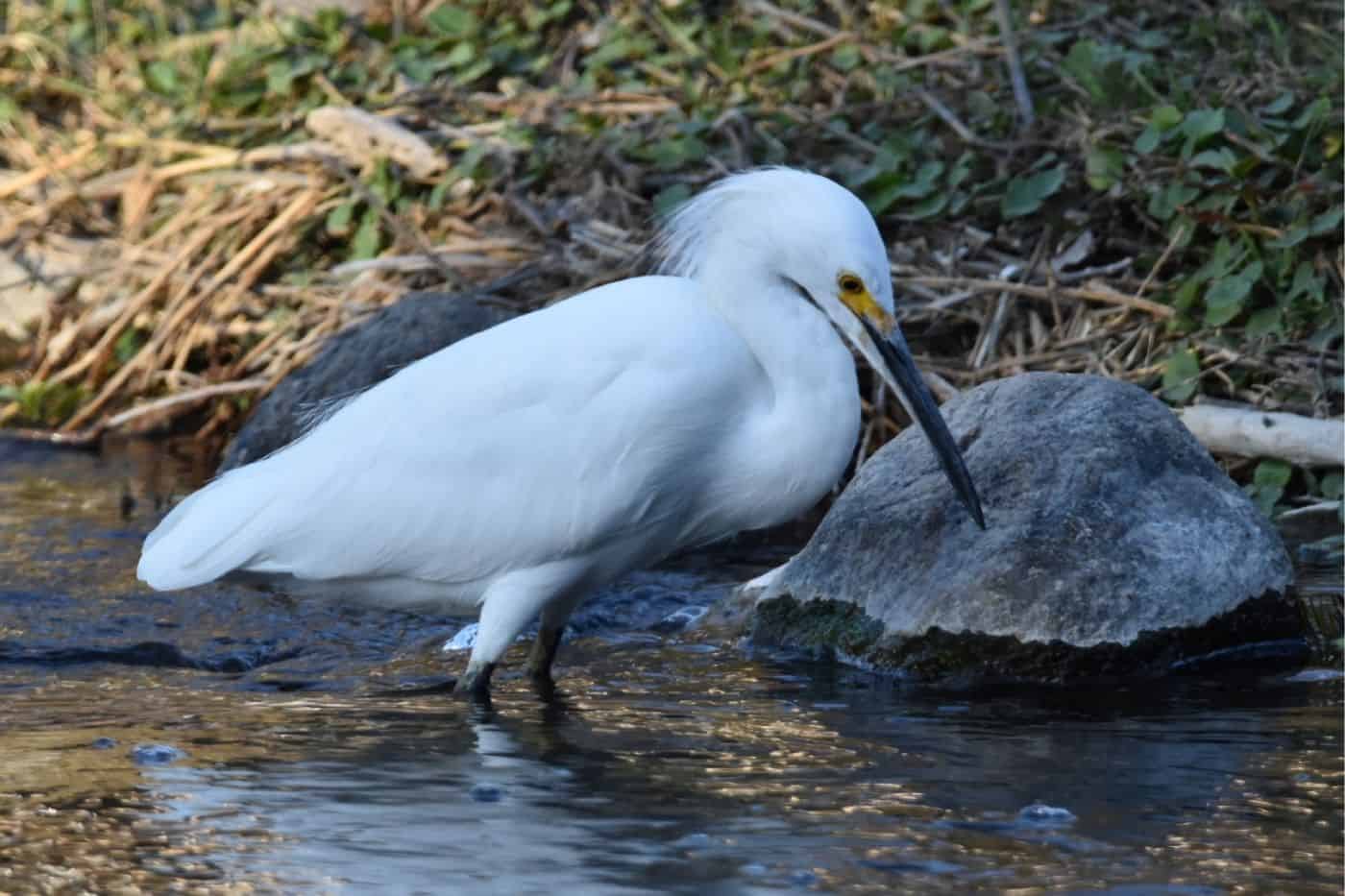 38 Must-See Water Birds in Texas (ID + Pics) - Pond Informer