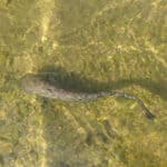 Are Catfish Smart? (Catfish Intelligence) - Pond Informer