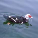 Are Ducks Smart? (Duck Intelligence) - Pond Informer