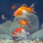 Are Goldfish Smart? (Goldfish Intelligence) - Pond Informer