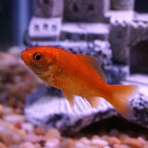 Are Goldfish Smart? (Goldfish Intelligence) - Pond Informer