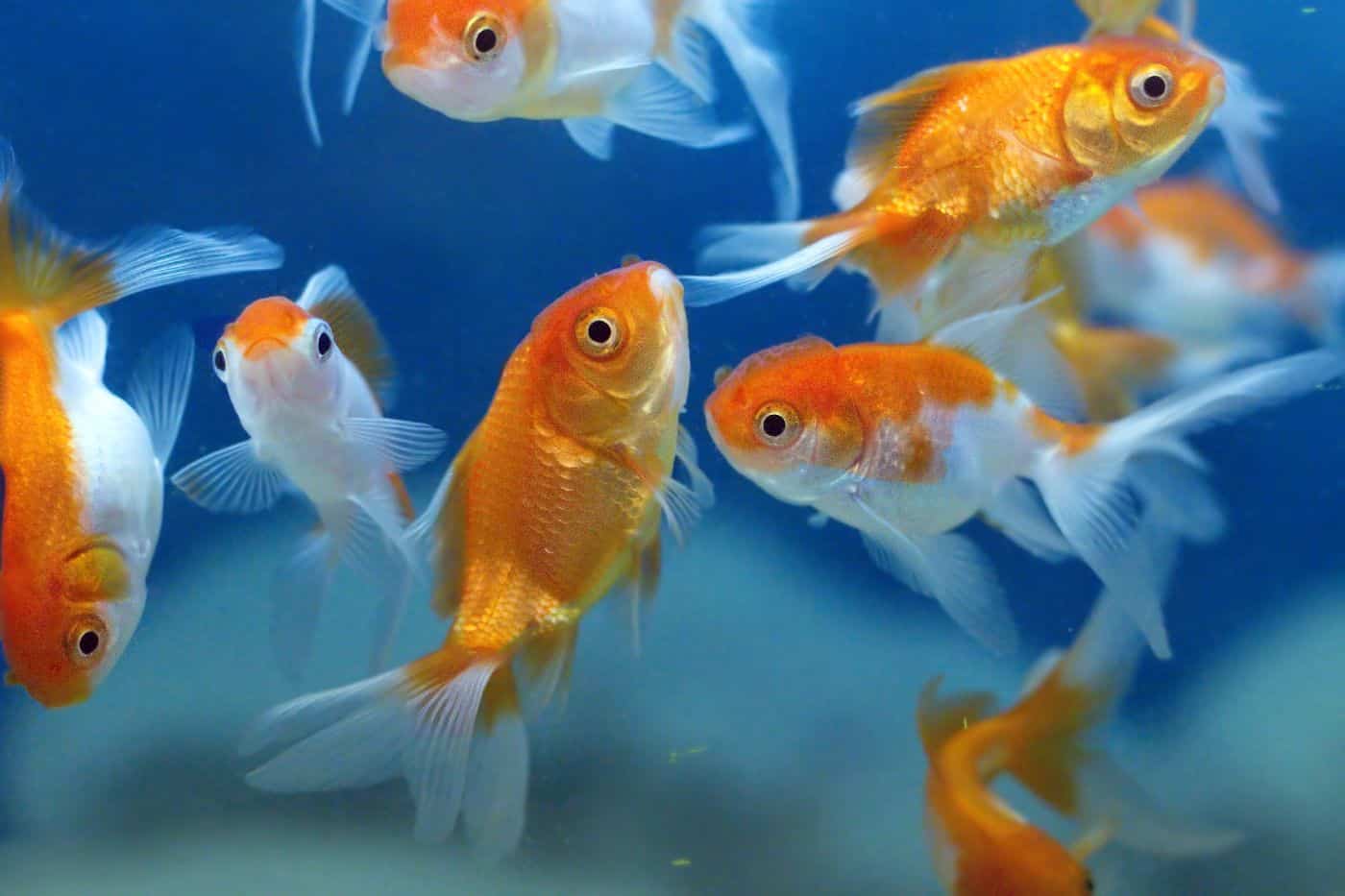 Are Goldfish Smart? (Goldfish Intelligence) - Pond Informer