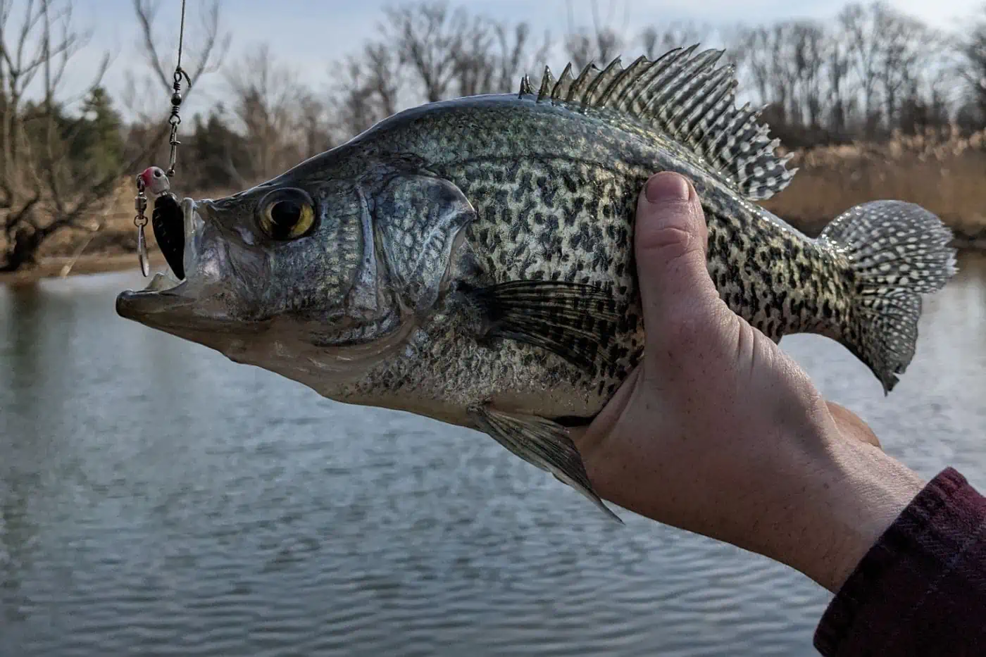 21 Fish Species in the Grand Lake o' the Cherokees - Pond Informer