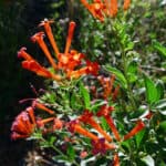 10 Winter Flowers for Arizona (Top Picks) - Pond Informer