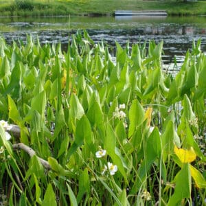 14 Aquatic Flowering Plants (Top Picks) - Pond Informer
