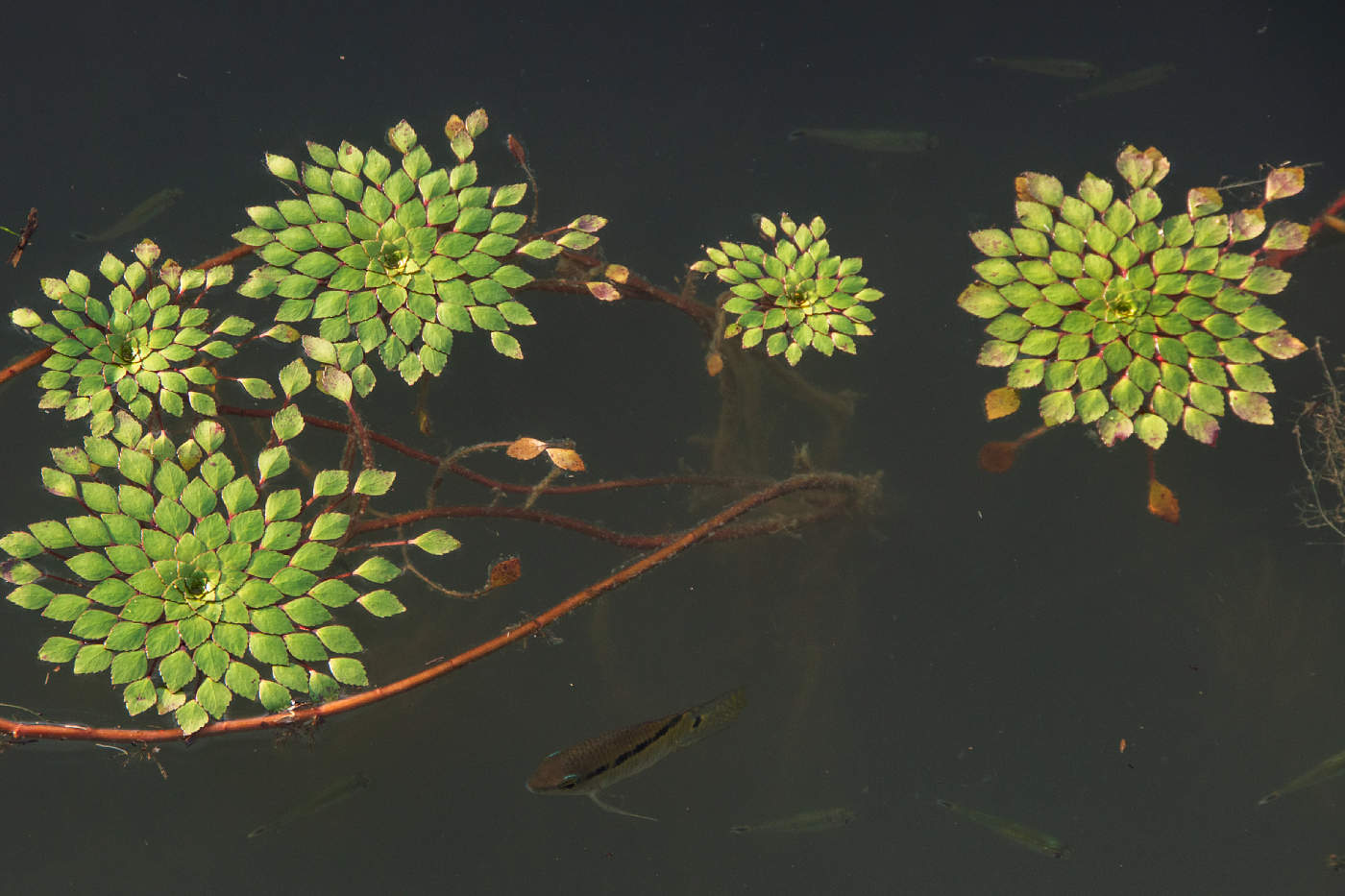 14 Aquatic Flowering Plants (Top Picks) - Pond Informer