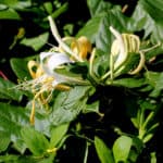 10 Top Perennial Vines for Fences (Best Climbers) - Pond Informer