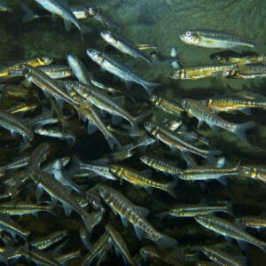 Rainbow Trout Pond Requirements Guide 2024 - Pond Informer