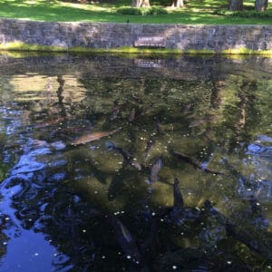 Rainbow Trout Pond Requirements Guide 2024 - Pond Informer