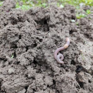 Food Chain of a Swamp Ecosystem (Pics & Facts) - Pond Informer