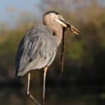 Food Chain of a Swamp Ecosystem (Pics & Facts) - Pond Informer