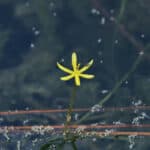 How to Plant & Grow Water Stargrass (Heteranthera dubia) - Pond Informer