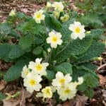 10 Winter Flowers for Containers (Top Picks) - Pond Informer