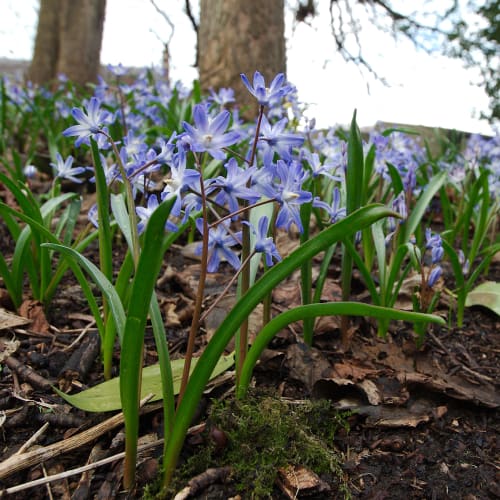 10 Winter Flowers for Containers (Top Picks) - Pond Informer