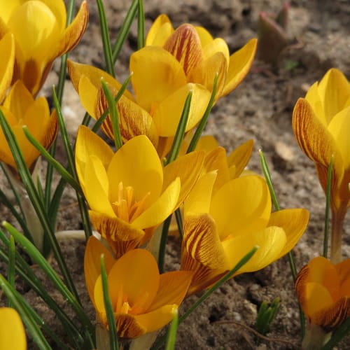 10 Winter Flowers for Containers (Top Picks) - Pond Informer