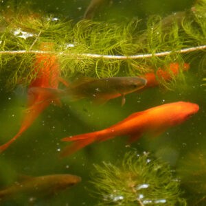 How Many Goldfish Can I Keep in a Pond? (Stock vs. Pond Size) - Pond ...