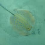 10 Most Venomous & Poisonous Fish in the World - Pond Informer