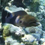 10 Most Venomous & Poisonous Fish in the World - Pond Informer