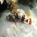 10 Most Venomous & Poisonous Fish in the World - Pond Informer