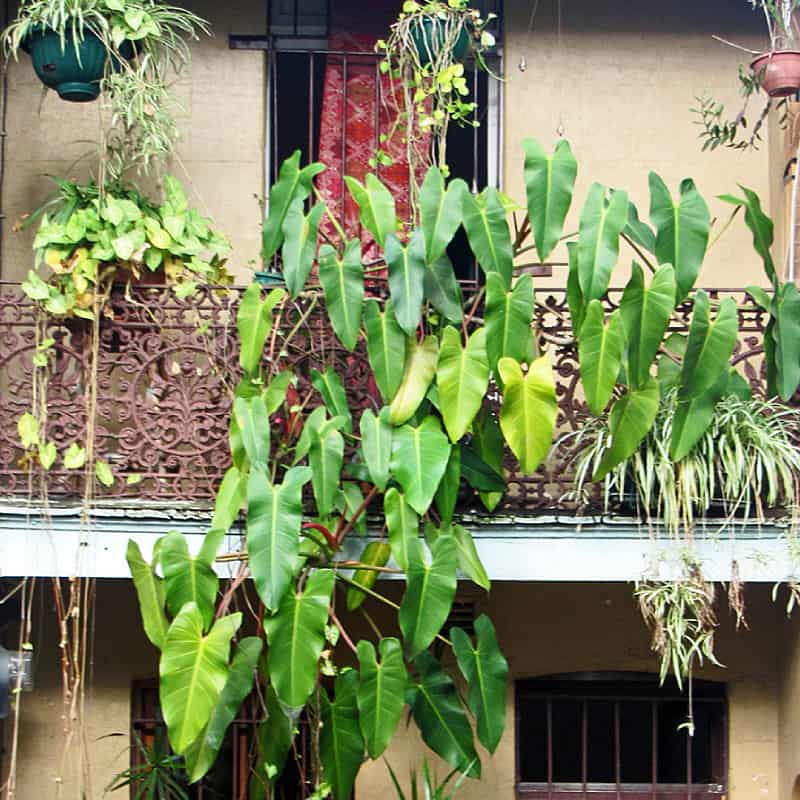 25 Garden Decoration Ideas for Balconies - Pond Informer