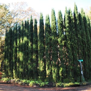 25 Garden Design Ideas for Borders - Pond Informer