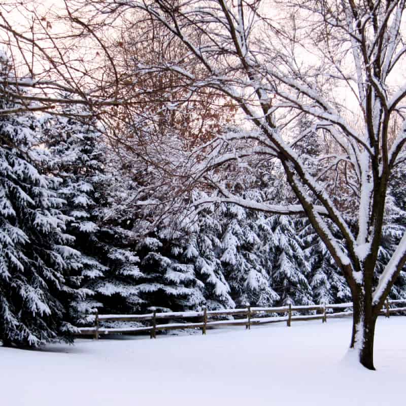 24 Garden Design Ideas for Privacy - Pond Informer
