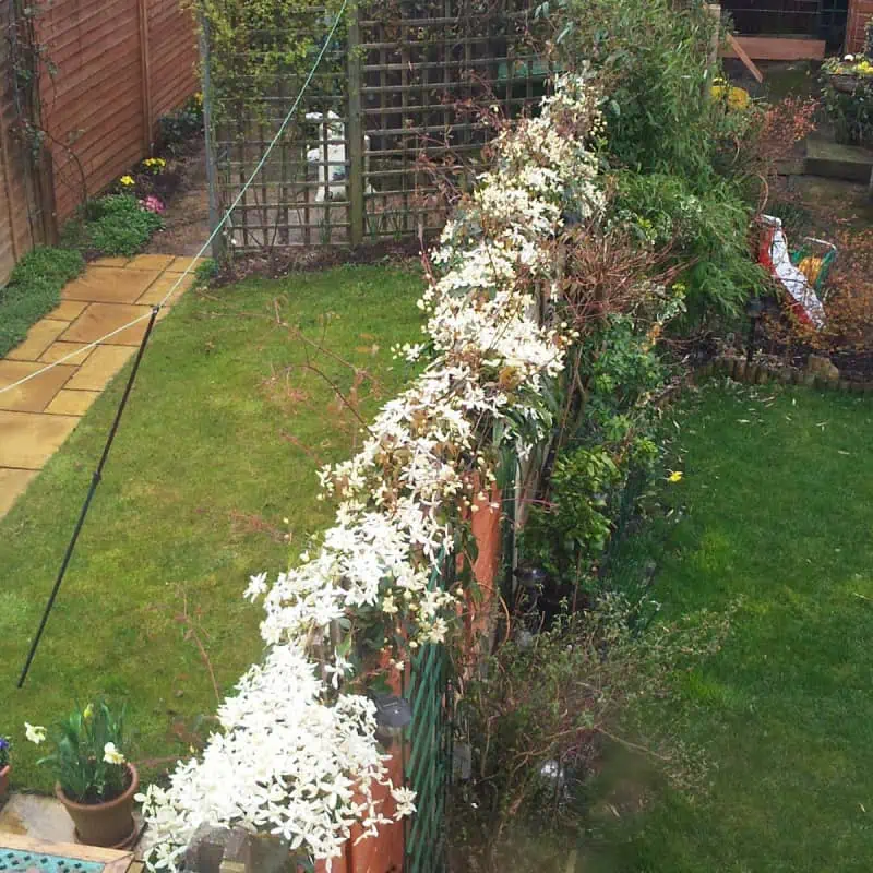 24 Garden Design Ideas for Privacy - Pond Informer