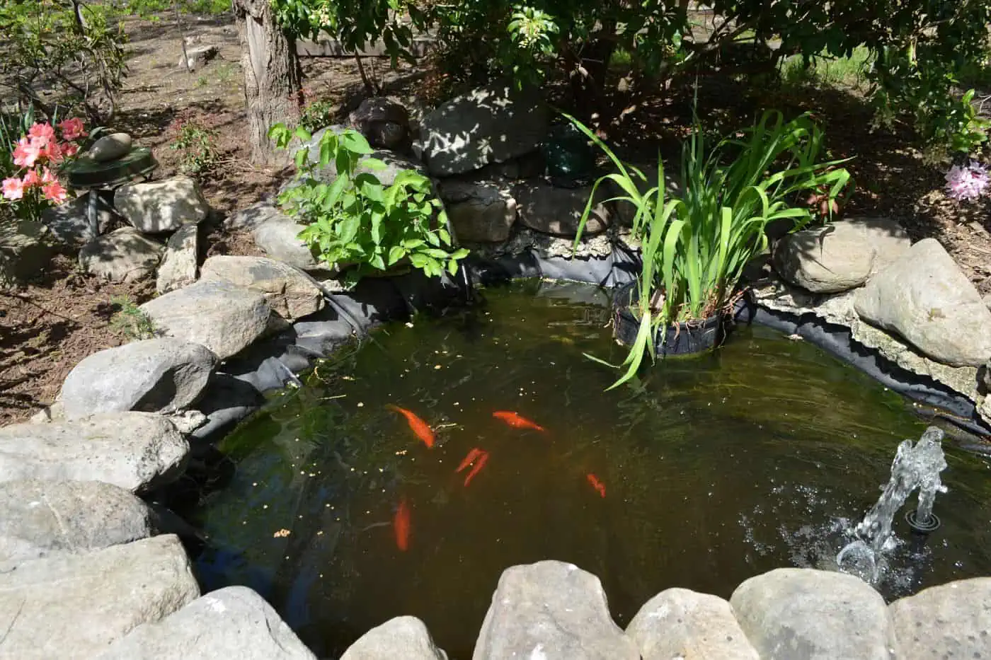 Is a Goldfish Pond Right for Me? - Pond Informer