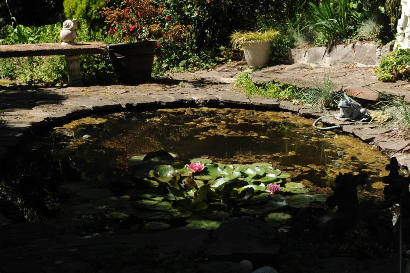 Is a Garden Pond Right for Me? (Considerations) - Pond Informer
