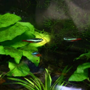 Neon Tetra Care Guide 2024 - Pond Informer