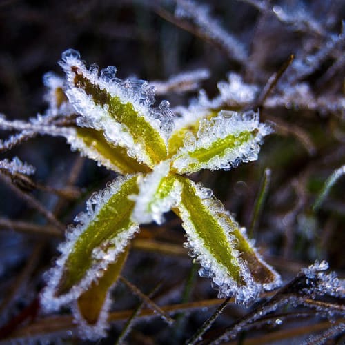 How to Protect Plants From Frost (Outsmart Jack Frost) - Pond Informer