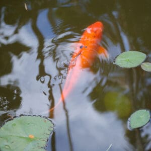 Should You Touch Koi? (Impact on Fish Health) - Pond Informer