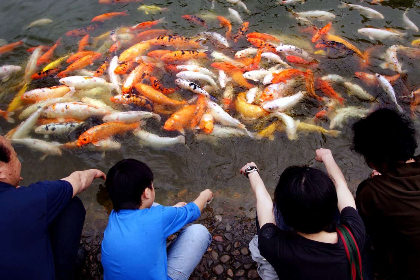 Should You Touch Koi? (Impact on Fish Health) - Pond Informer