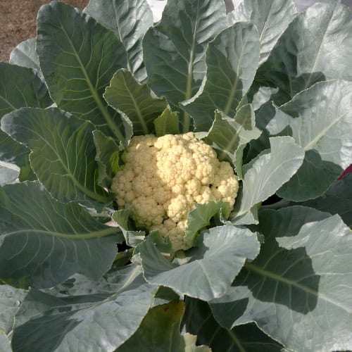 30 Vegetables, Fruits, & Flowers to Plant in April - Pond Informer