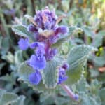 25 Plants for Hardiness Zone 5 - Pond Informer