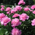 25 Plants for Hardiness Zone 5 - Pond Informer