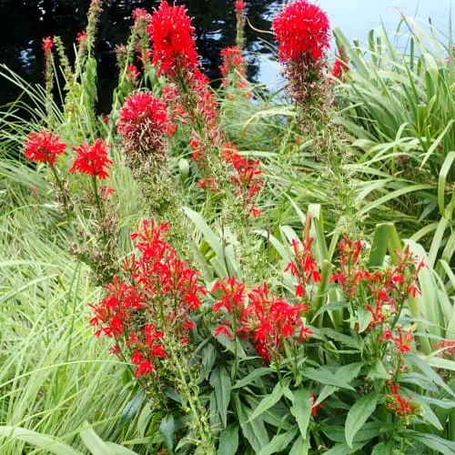 25 Plants for Hardiness Zone 6 (Easy Care Picks) - Pond Informer