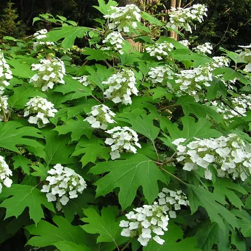 25 Plants for Hardiness Zone 6 (Easy Care Picks) - Pond Informer