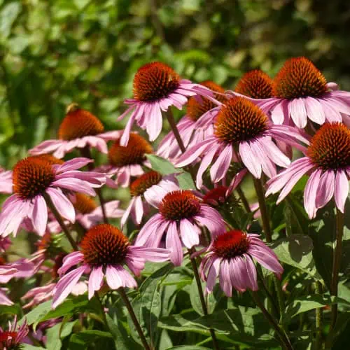 25 Plants for Hardiness Zone 6 (Easy Care Picks) - Pond Informer