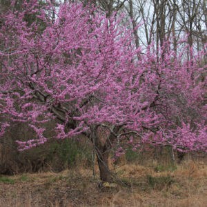 25 Plants for Hardiness Zone 6 (Easy Care Picks) - Pond Informer