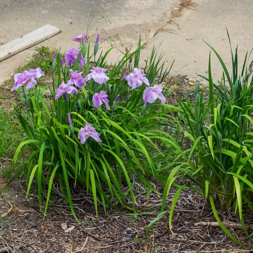 12 Plants for Japanese-Style Gardens (Top Picks) - Pond Informer