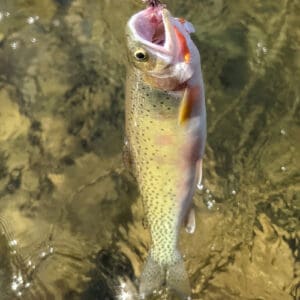 17 Fish Species in Lake Koocanusa - Pond Informer