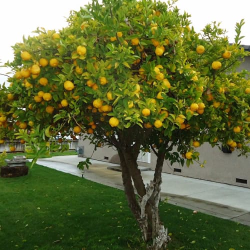 25 Plants for Good Luck (Cultivate Good Fortune) - Pond Informer