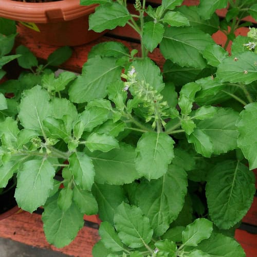 25 Plants for Good Luck (Cultivate Good Fortune) - Pond Informer