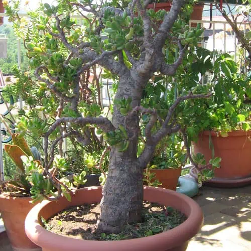 25 Plants for Good Luck (Cultivate Good Fortune) - Pond Informer